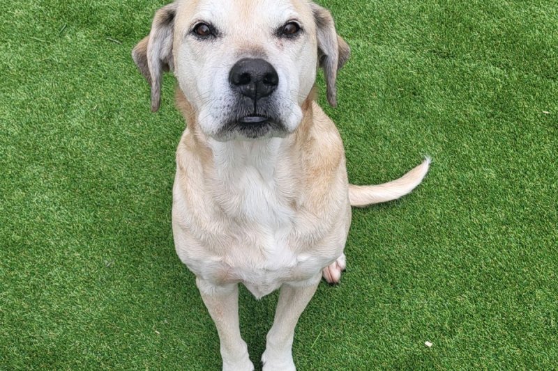 Wags And Whiskers | Paw Partner