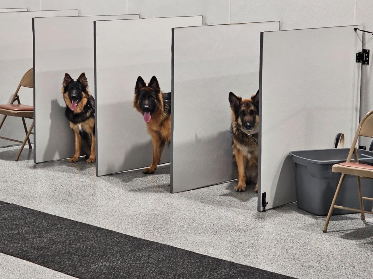 Paws & Beyond LLC | Paw Partner