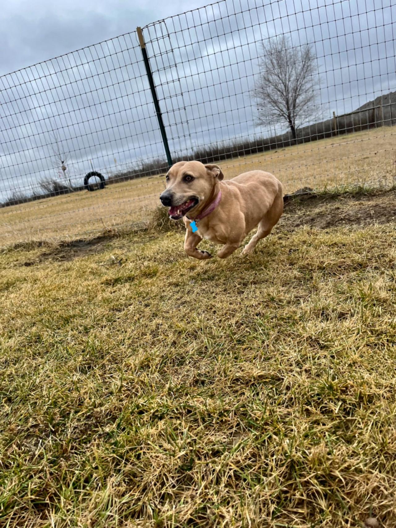 Country Kennels | Paw Partner