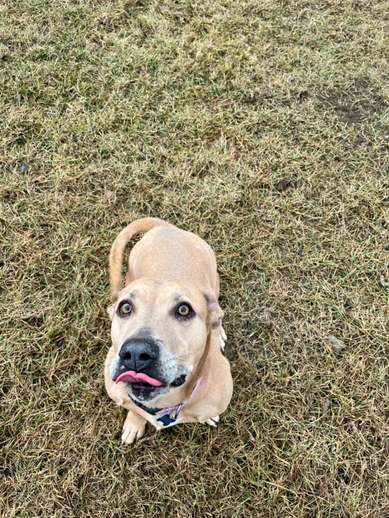 Country Kennels | Paw Partner