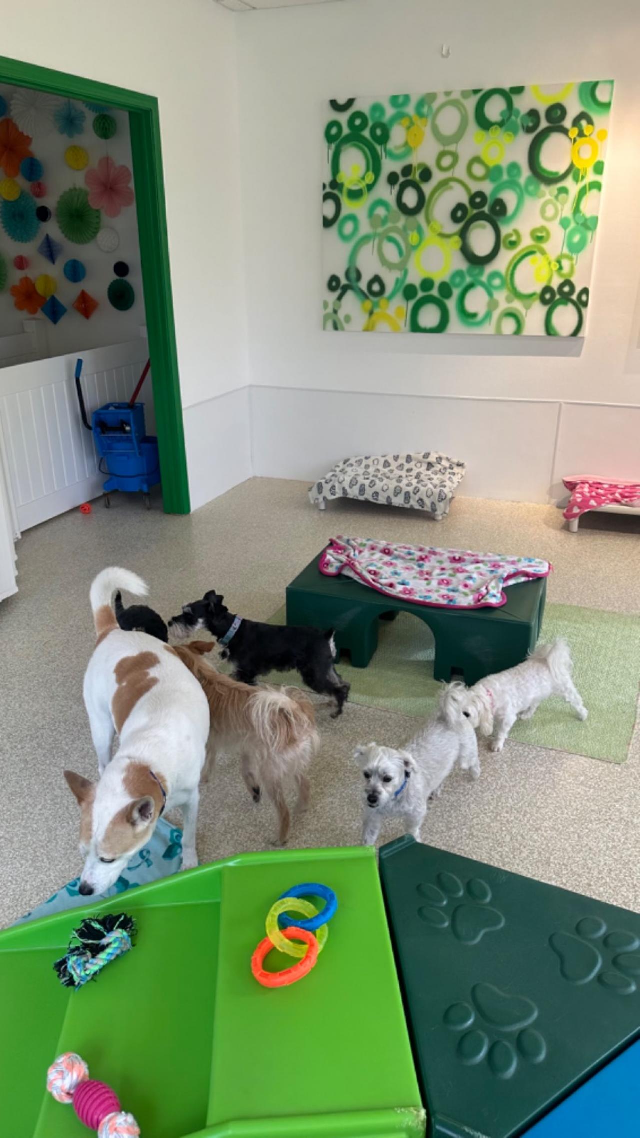 Wee Little Paws Inn - Crystal Lake | Paw Partner