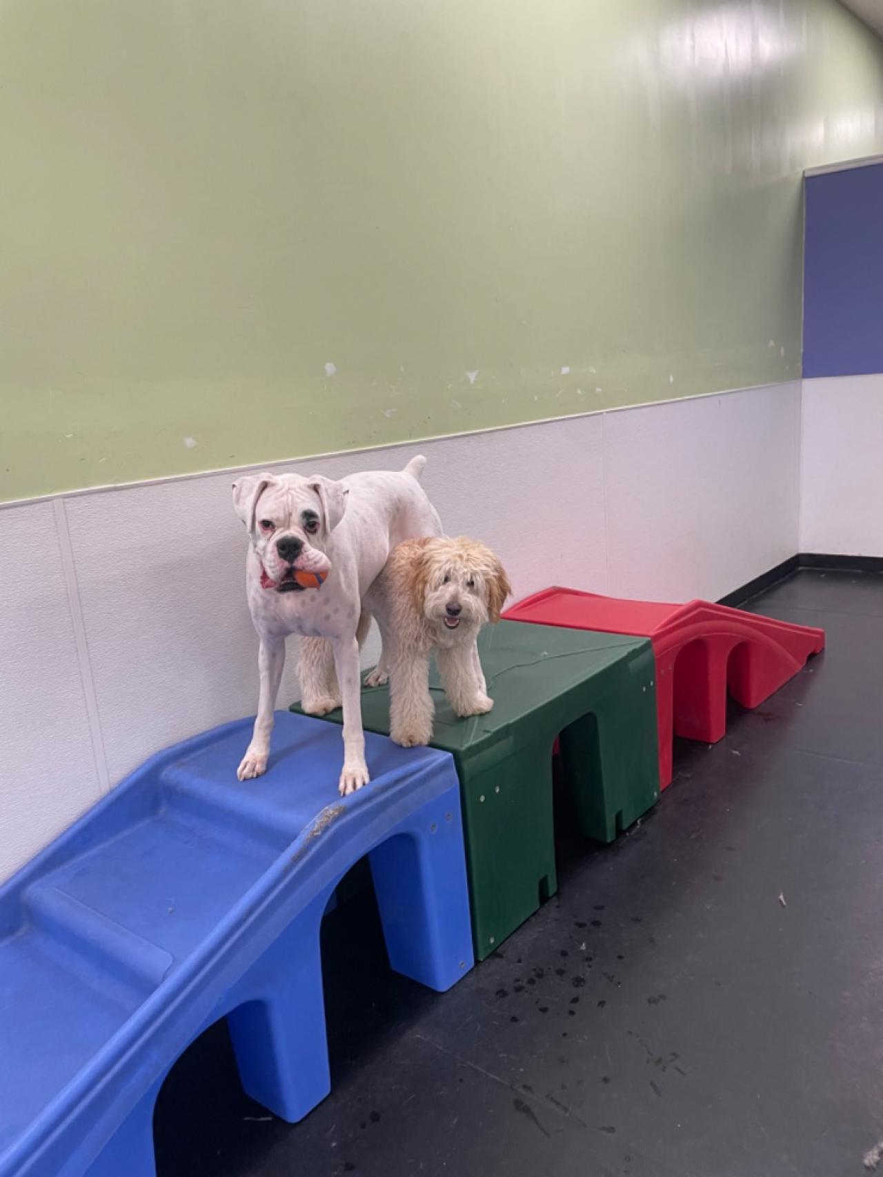 The Spotted Dog | Paw Partner