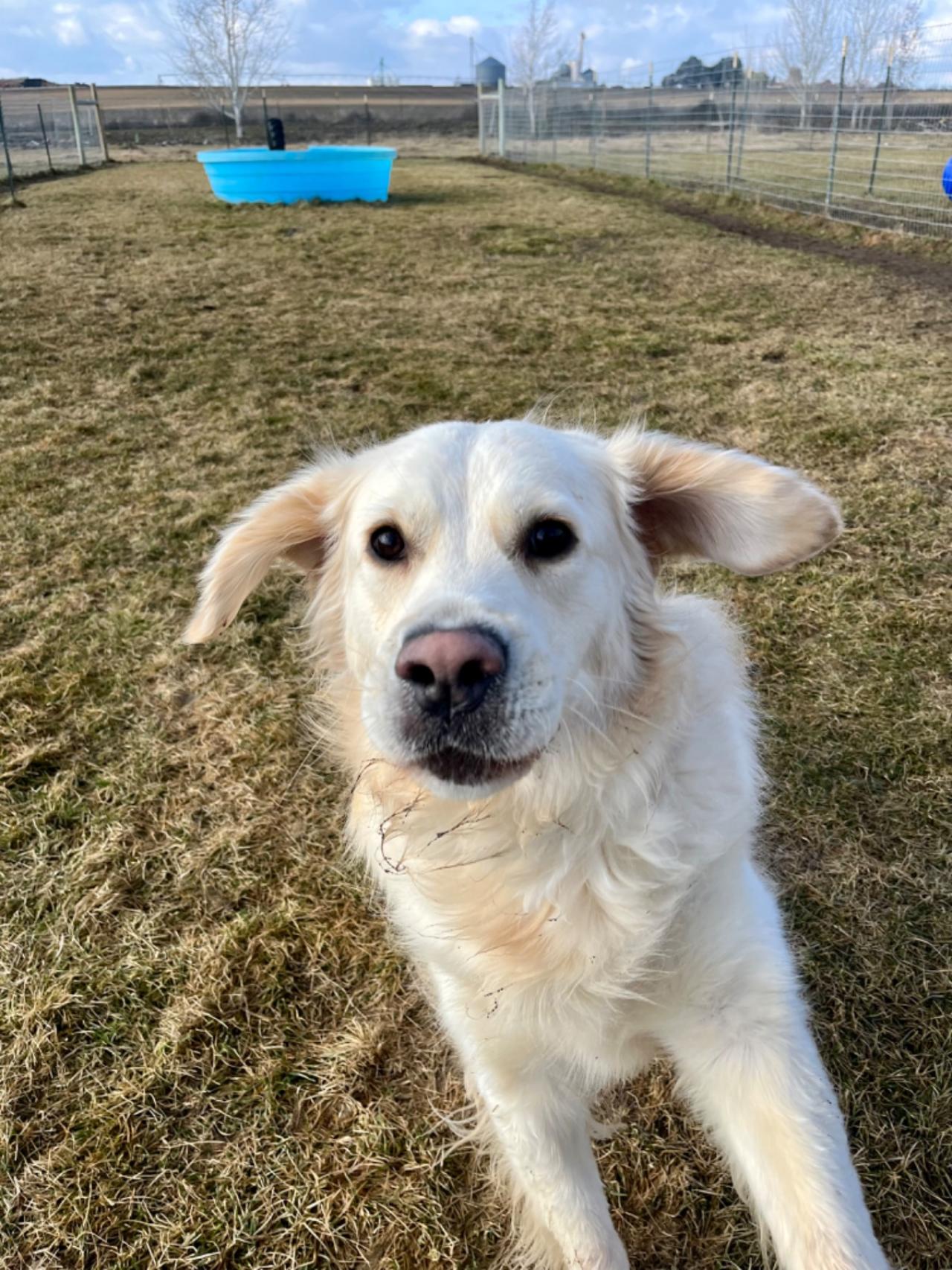 Country Kennels | Paw Partner