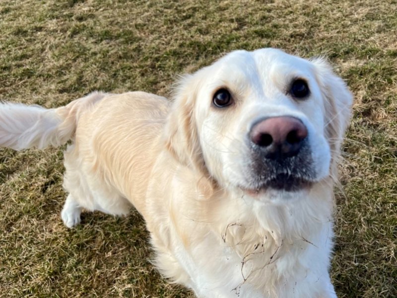 Country Kennels | Paw Partner