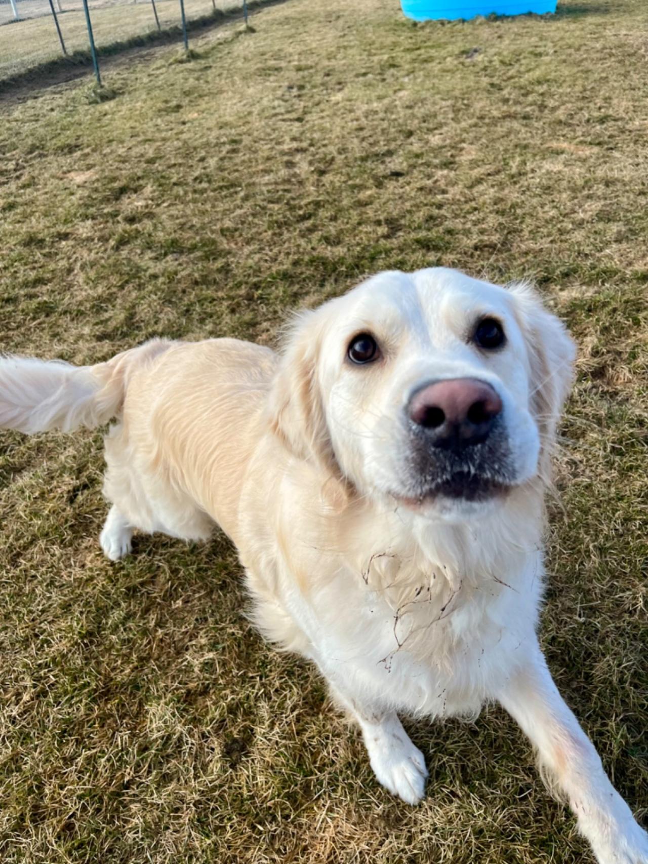 Country Kennels | Paw Partner