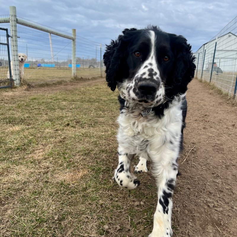 Country Kennels | Paw Partner