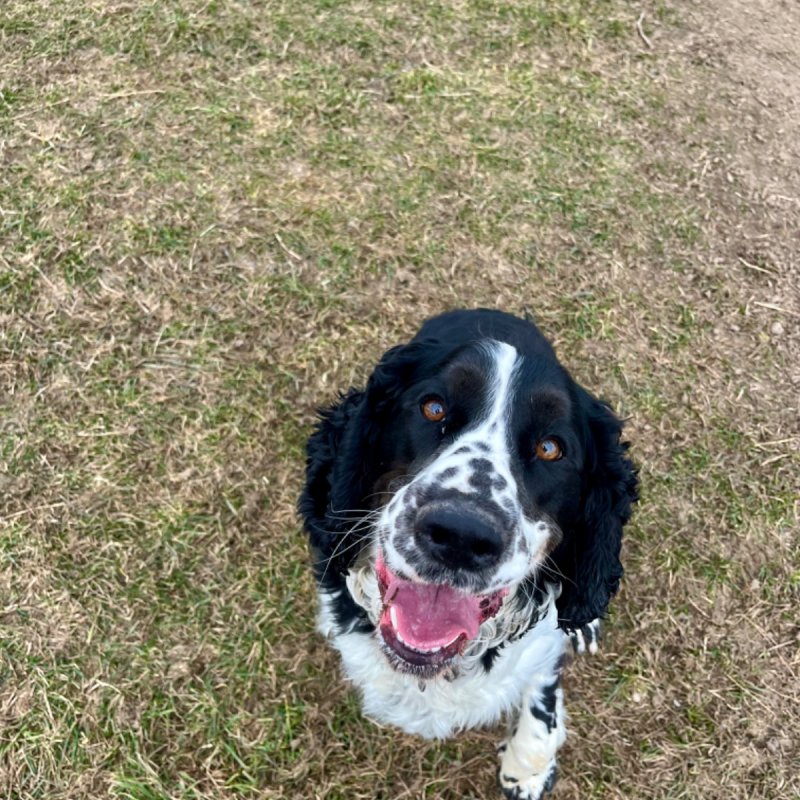 Country Kennels | Paw Partner