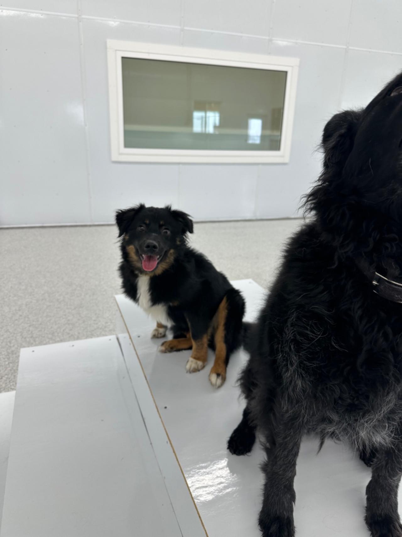 Pet Parlor | Paw Partner