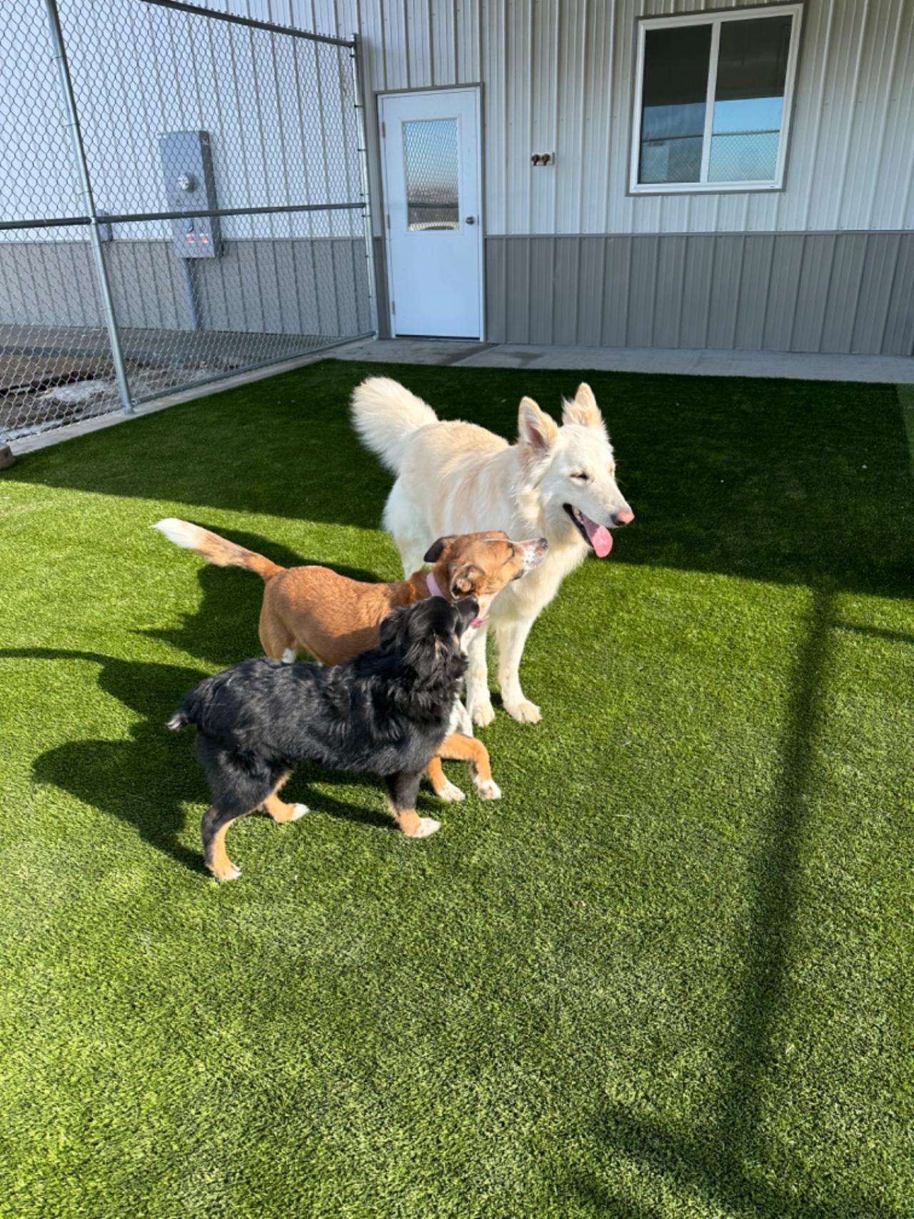 Pet Parlor | Paw Partner