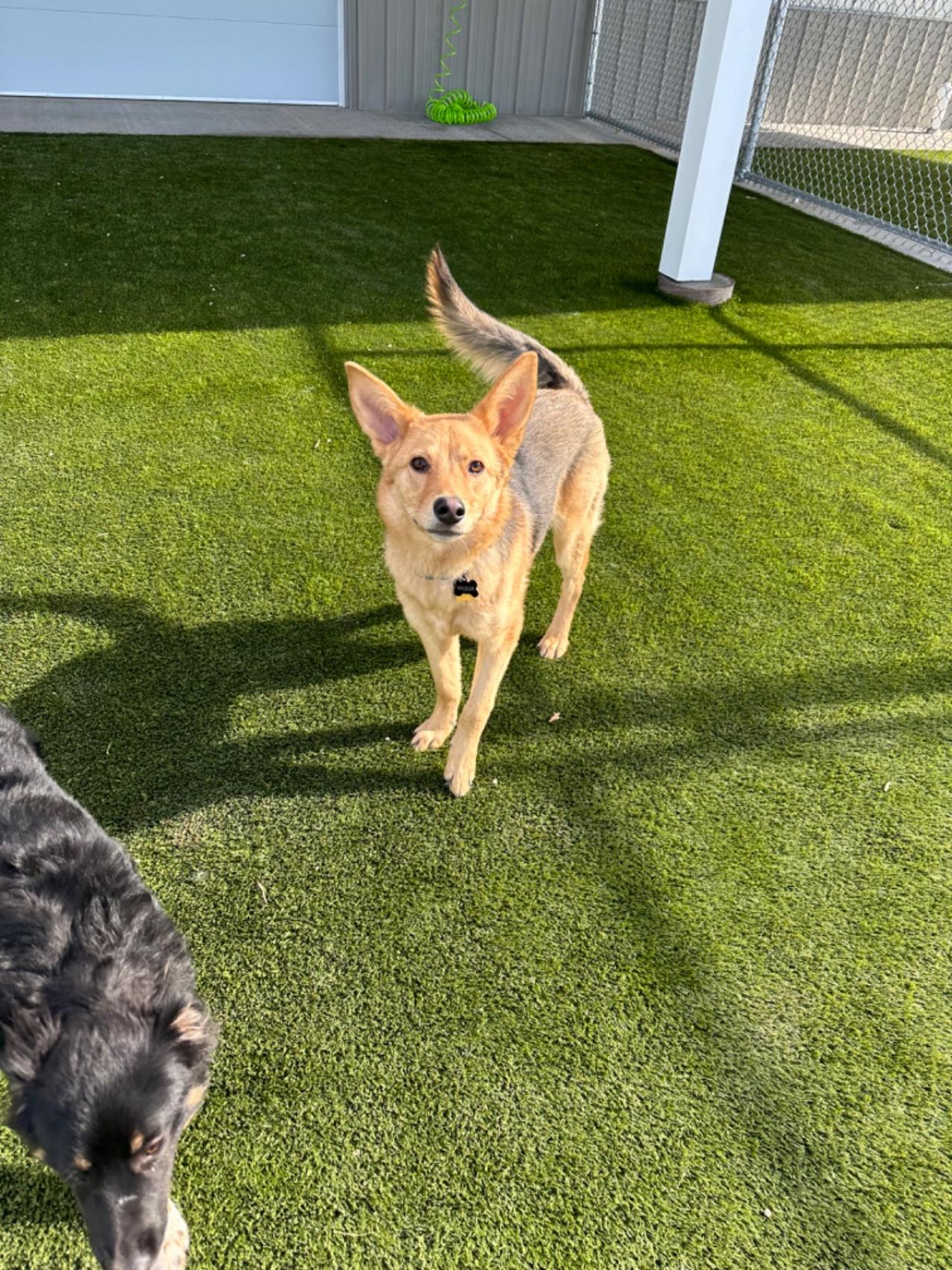 Pet Parlor | Paw Partner