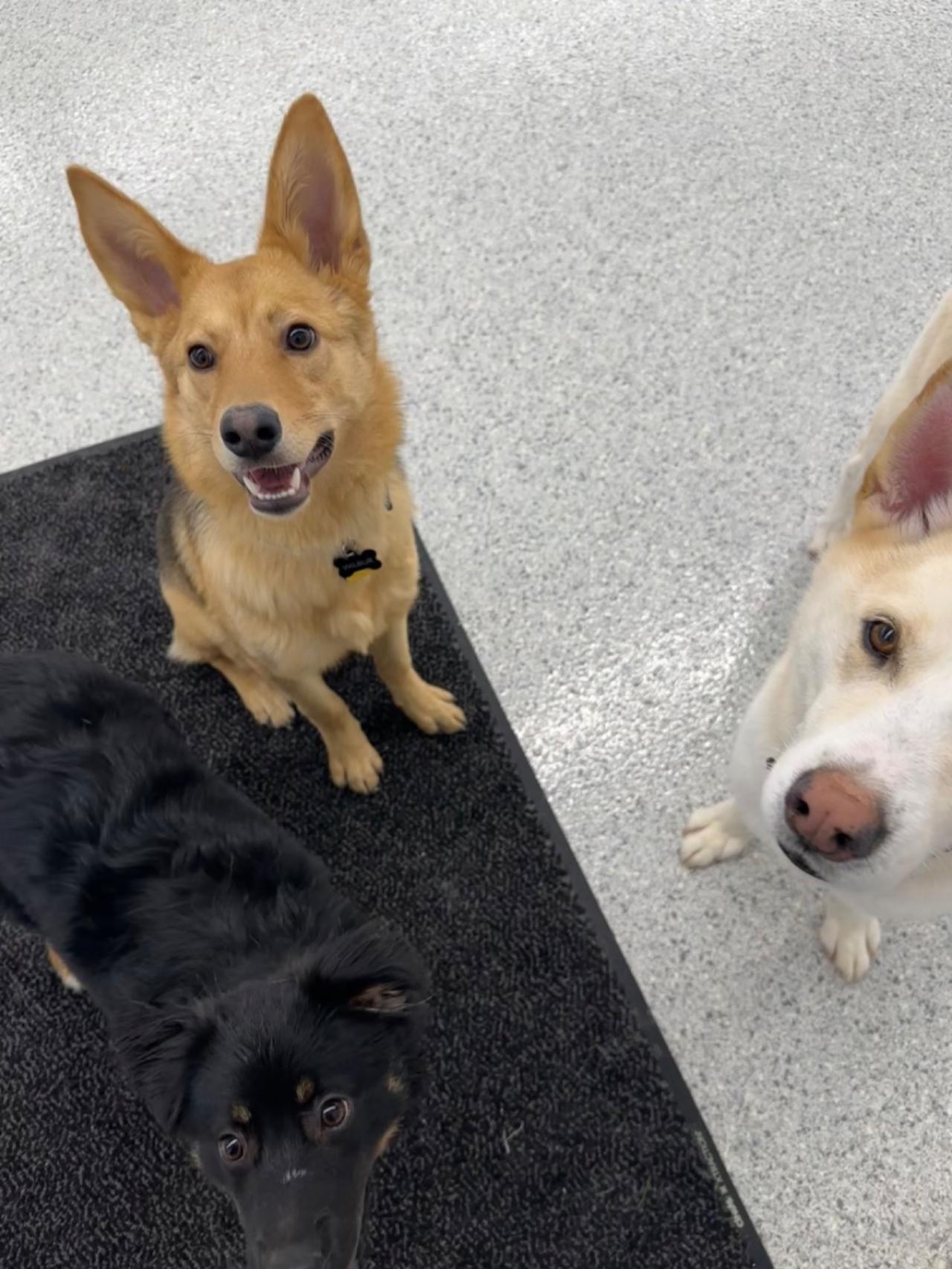 Pet Parlor | Paw Partner