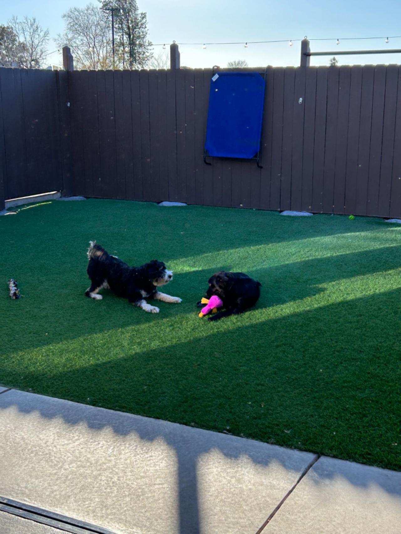 Timeline | Paw Partner