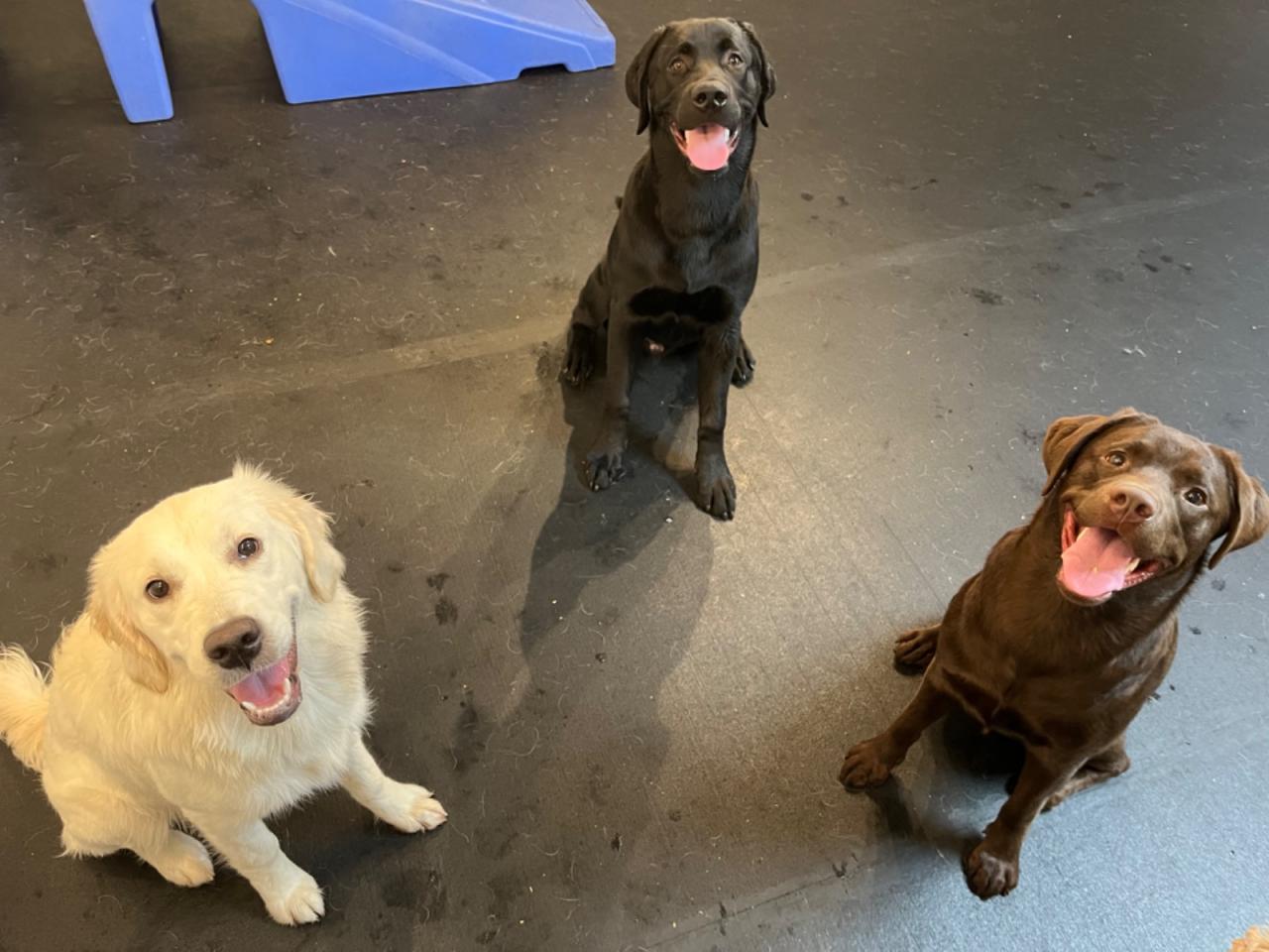 West Seattle Wonder Dogs | Paw Partner