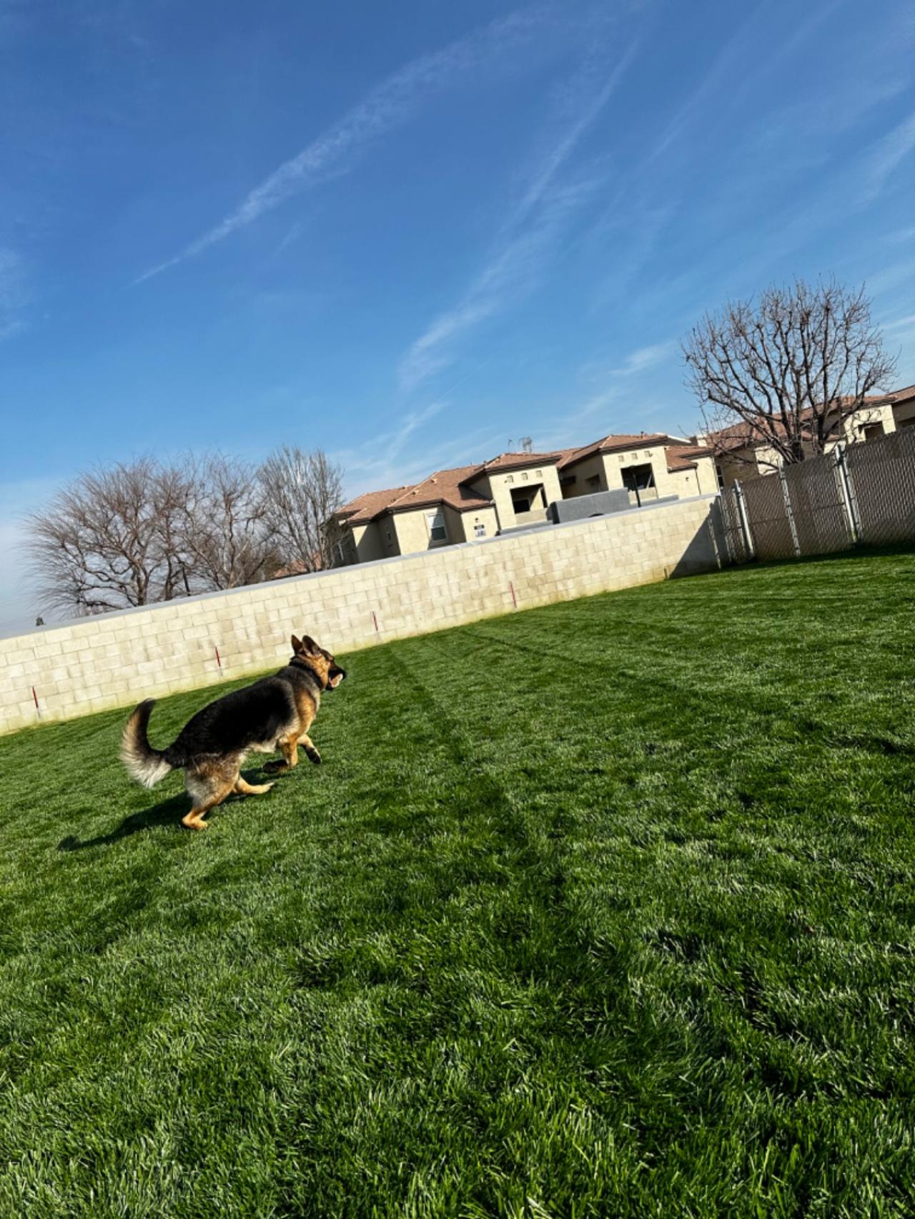 Paws And Claws Pet Resort | Paw Partner