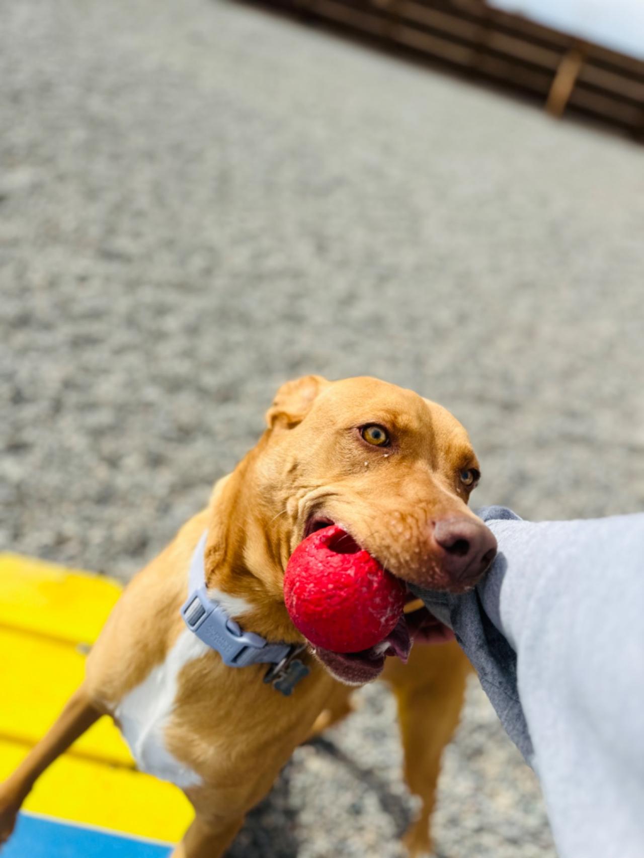 Iron Will Dog Lodge | Paw Partner