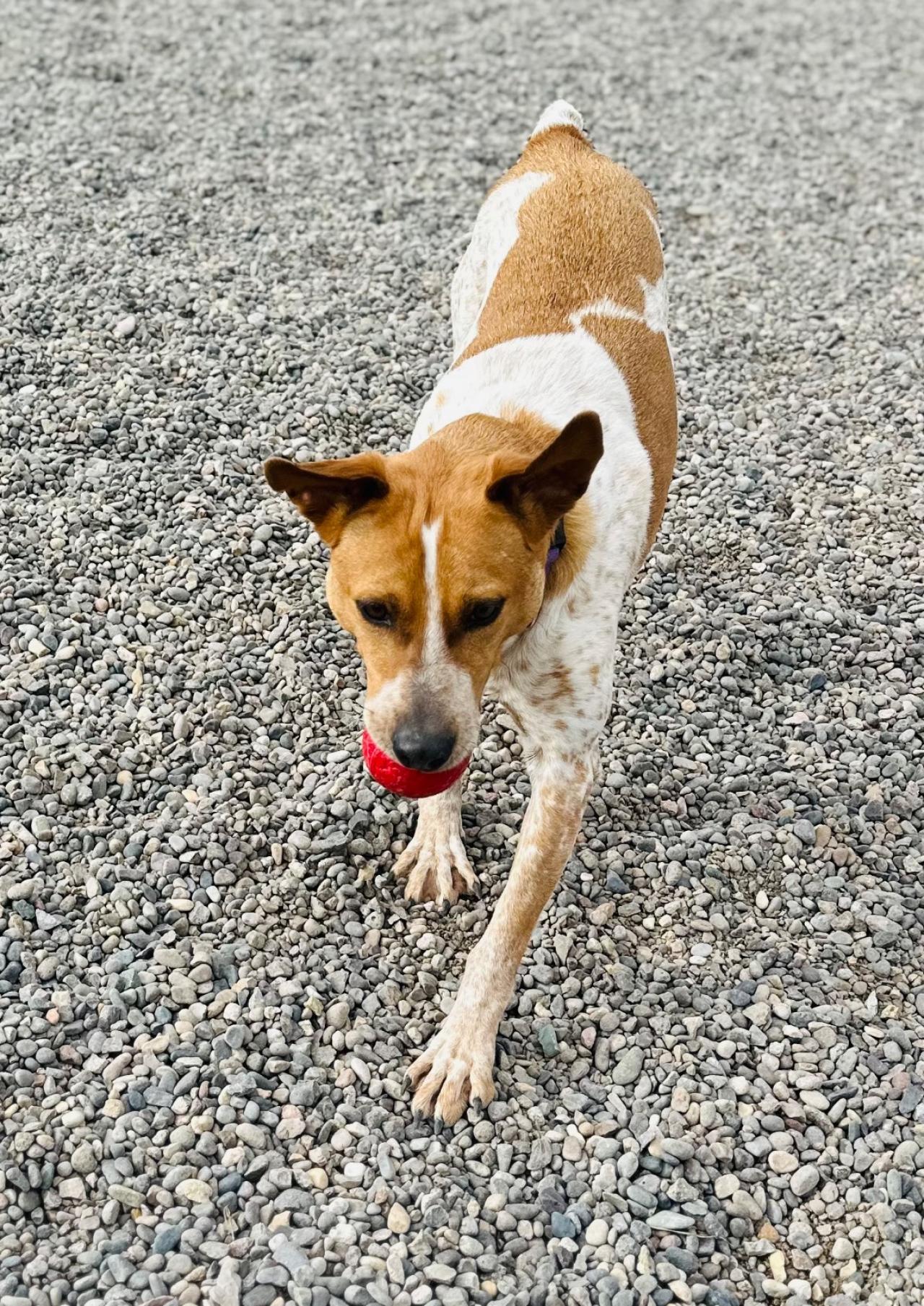 Iron Will Dog Lodge | Paw Partner