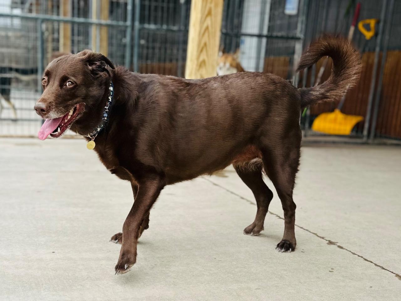 Iron Will Dog Lodge | Paw Partner