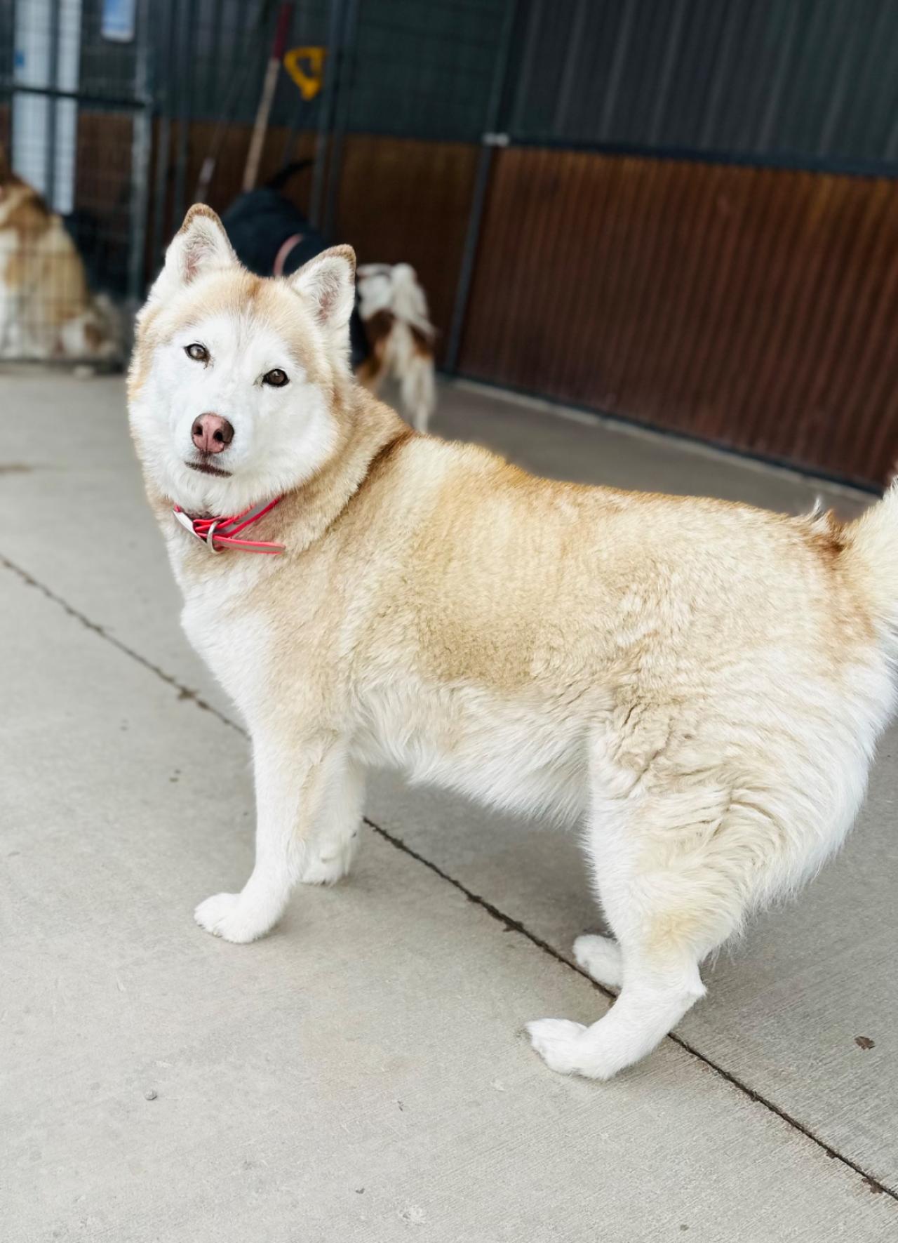 Iron Will Dog Lodge | Paw Partner