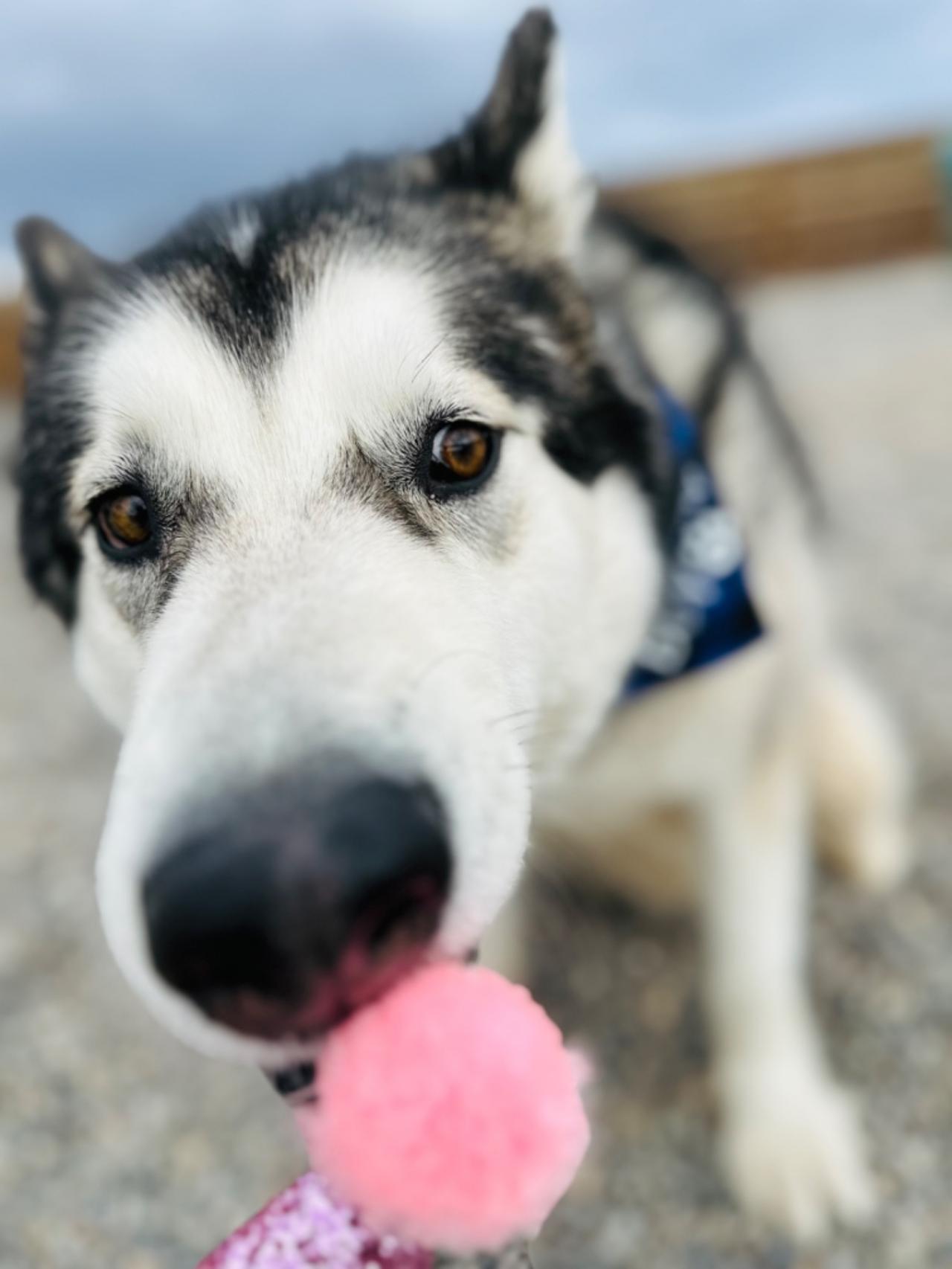 Iron Will Dog Lodge | Paw Partner