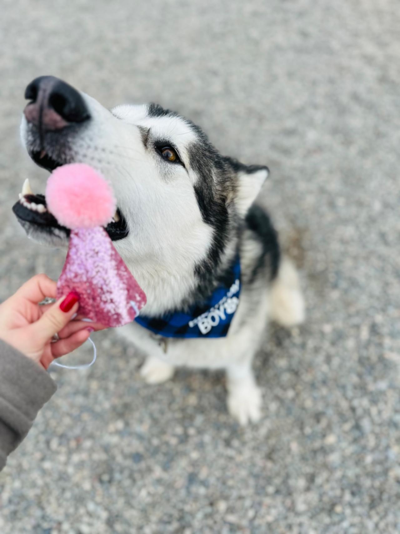 Iron Will Dog Lodge | Paw Partner