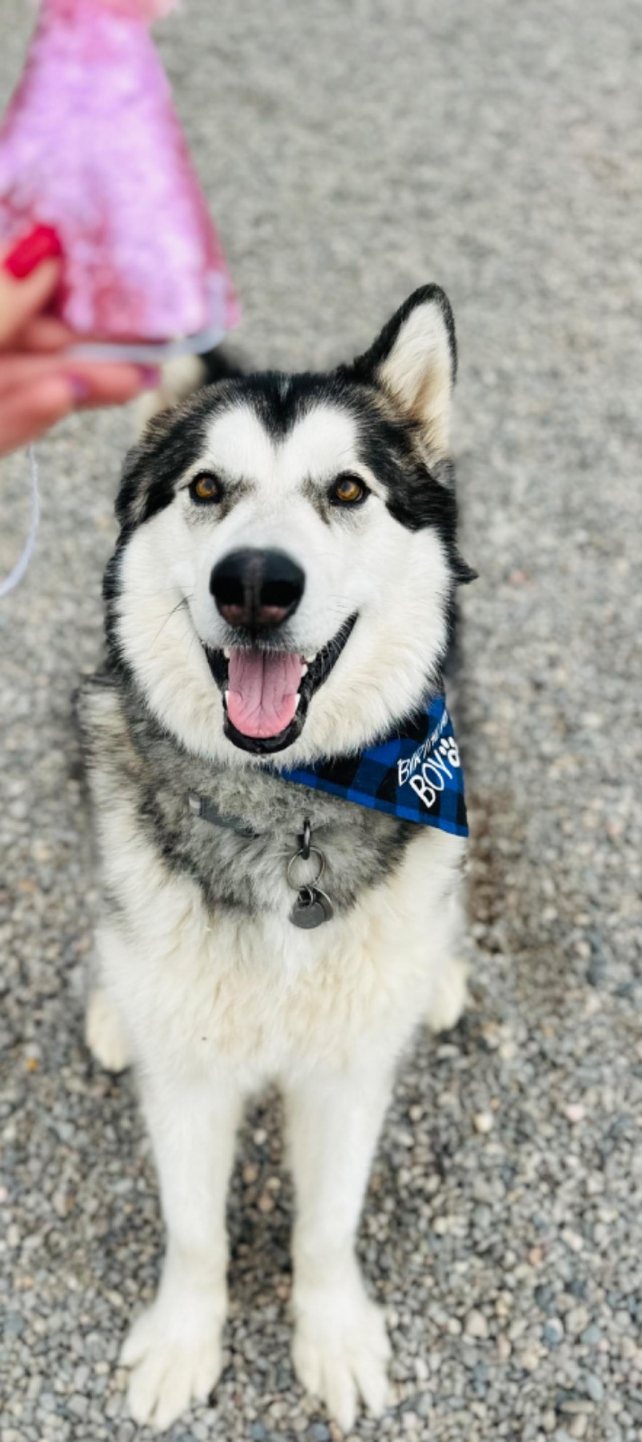 Iron Will Dog Lodge | Paw Partner