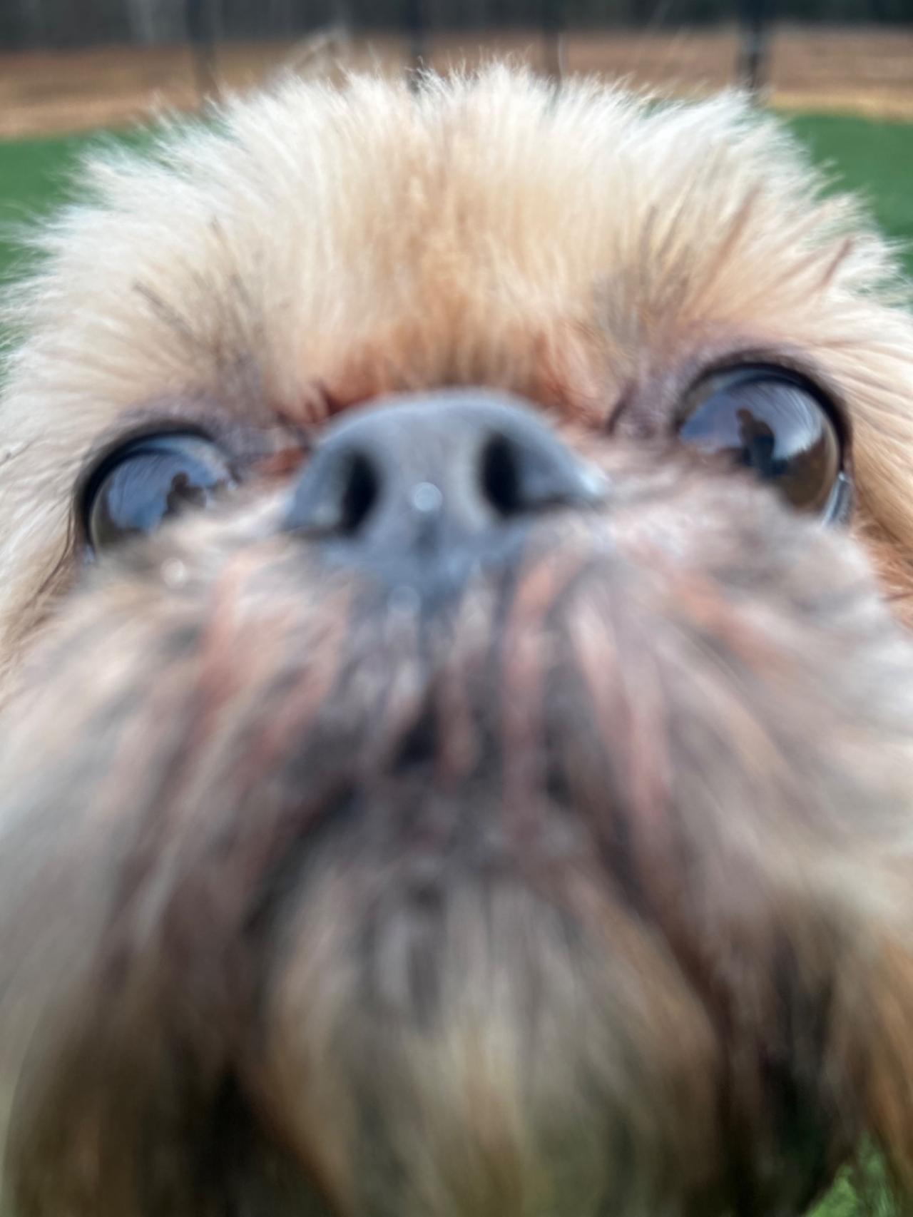 Lakeside Dog Boarding, LLC | Paw Partner