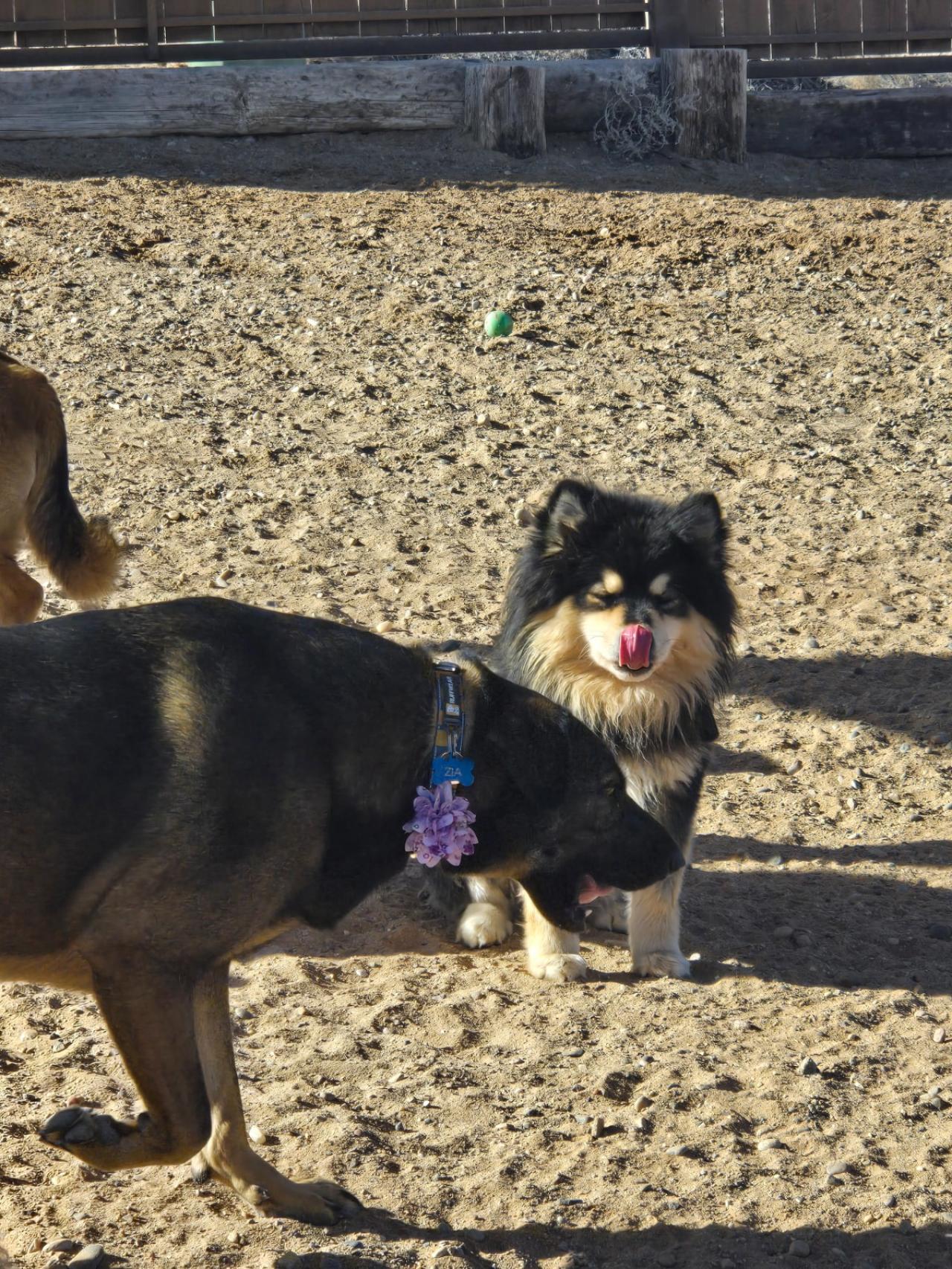 Jax Pet Services LLC | Paw Partner
