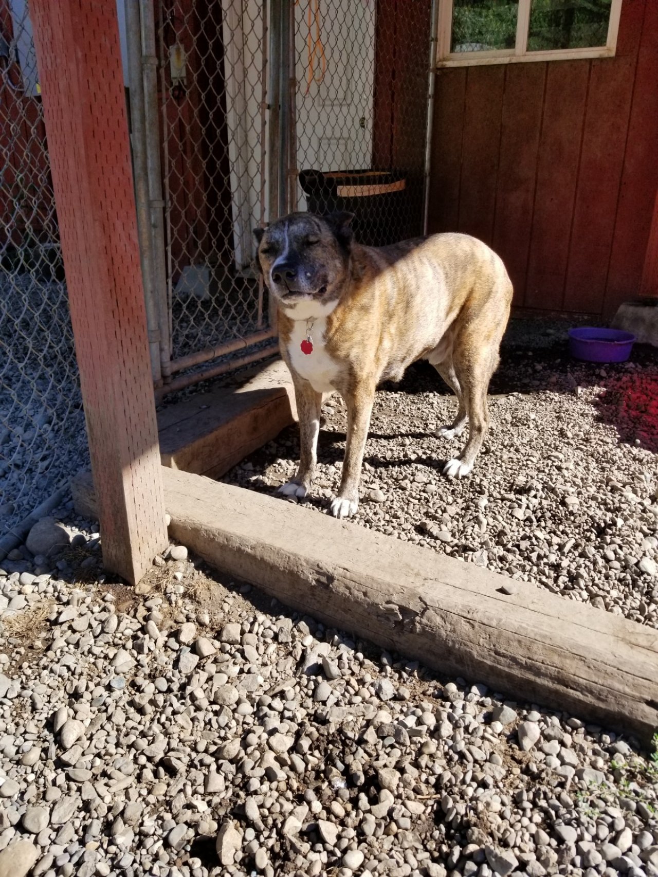 Centennial Kennels | Paw Partner