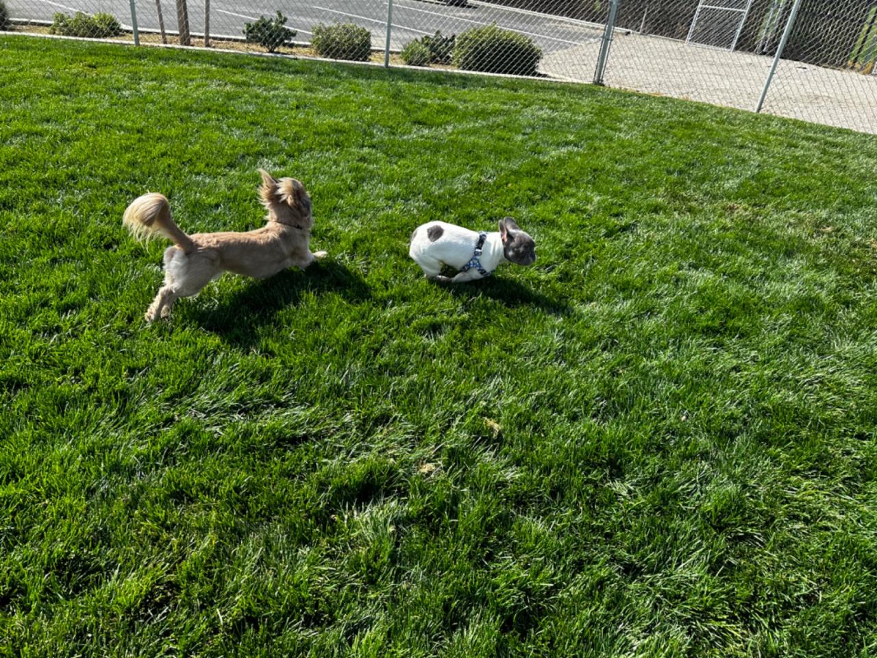 Paws And Claws Pet Resort | Paw Partner