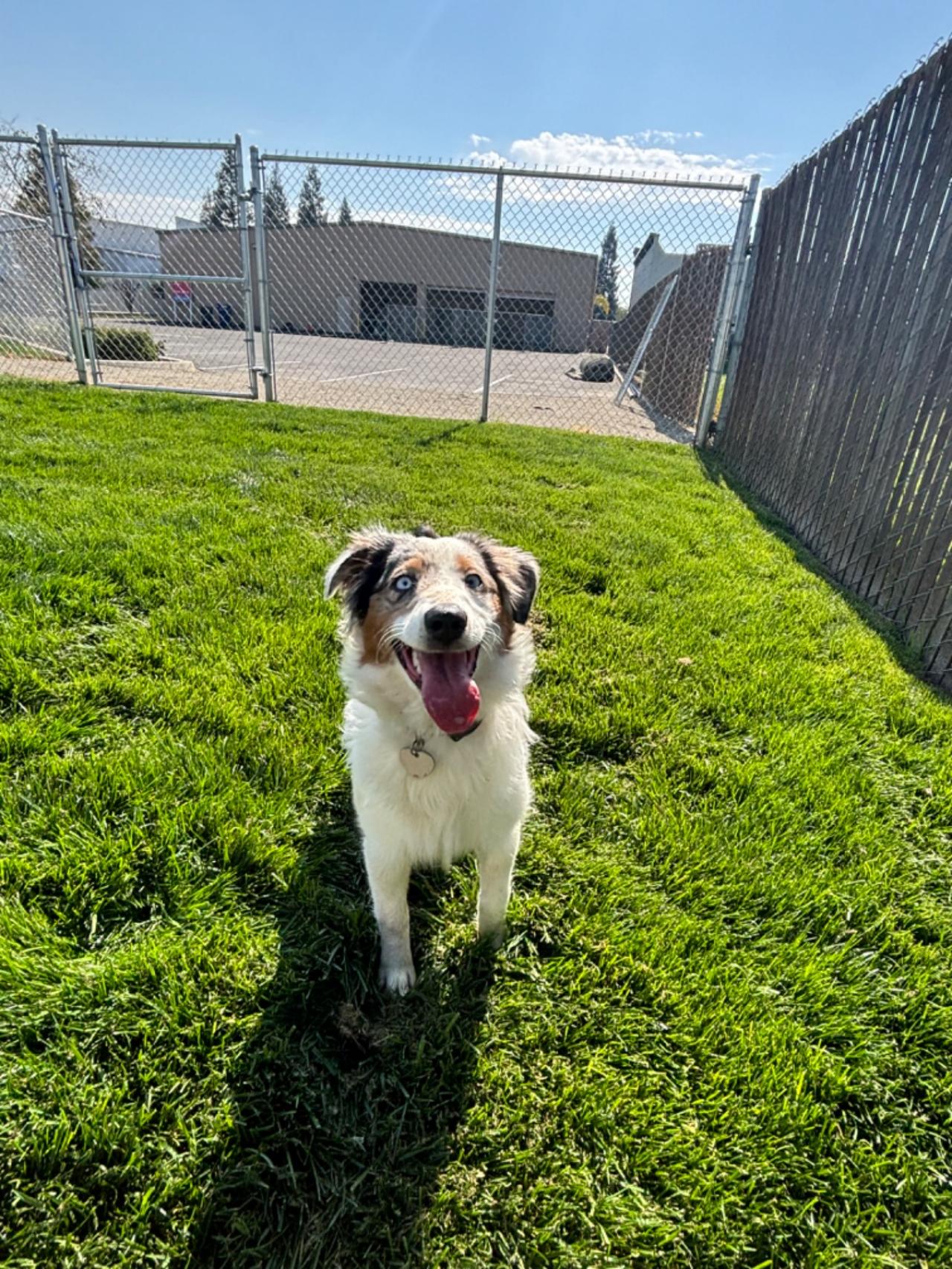 Paws And Claws Pet Resort | Paw Partner