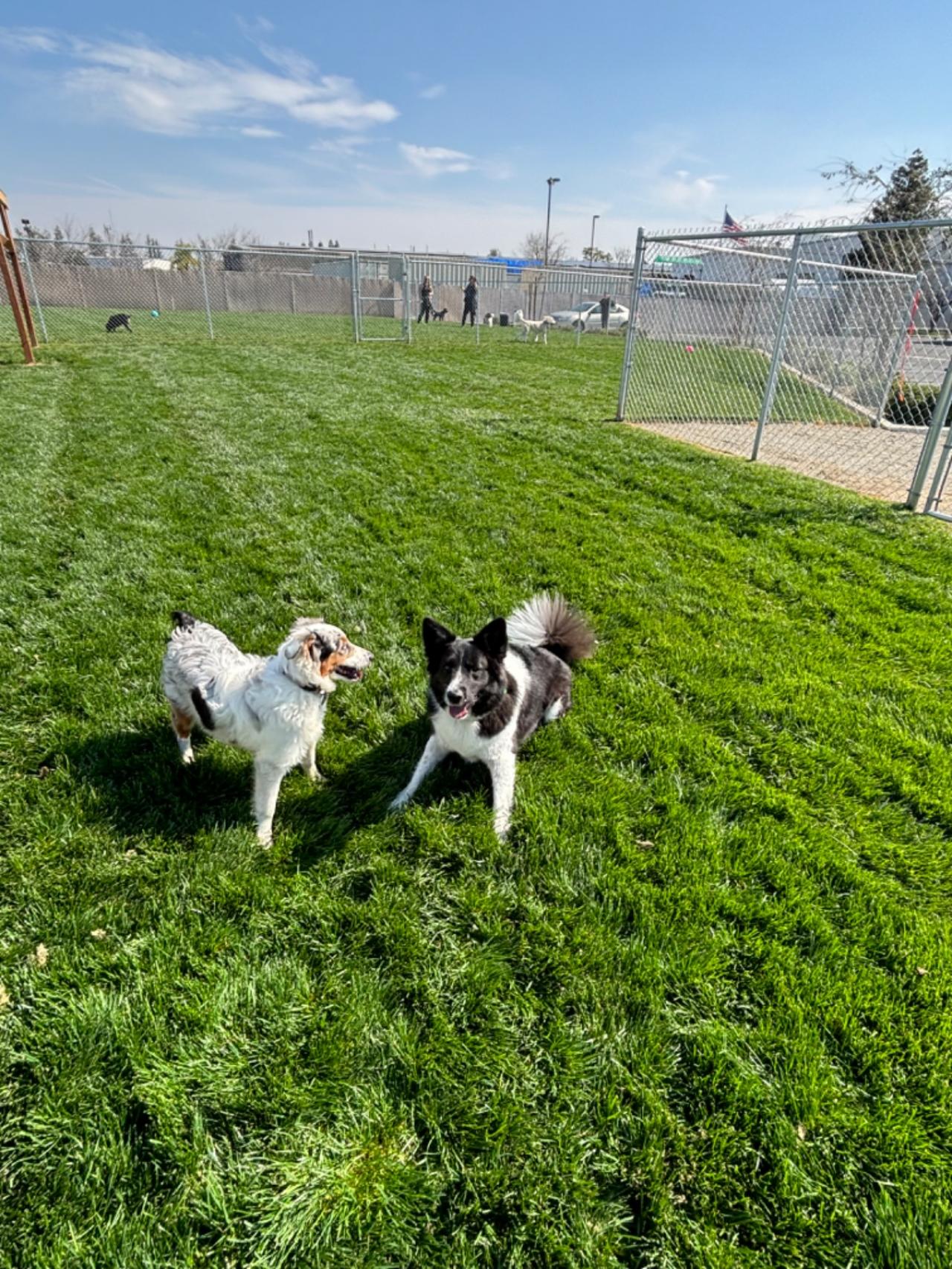 Paws And Claws Pet Resort | Paw Partner