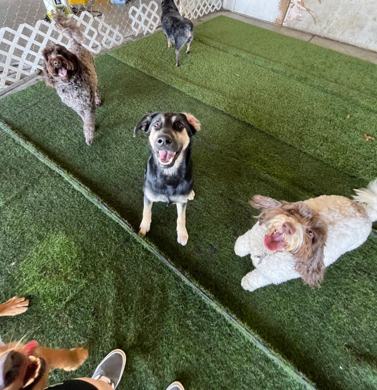 Paws And Claws Pet Resort | Paw Partner