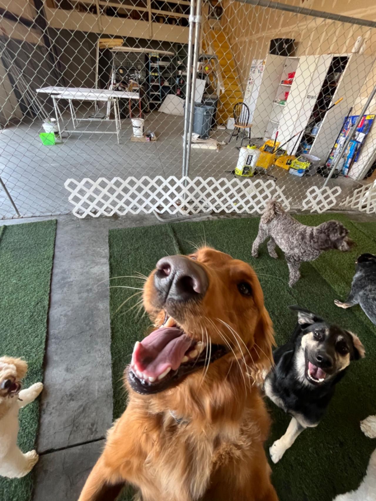 Paws And Claws Pet Resort | Paw Partner