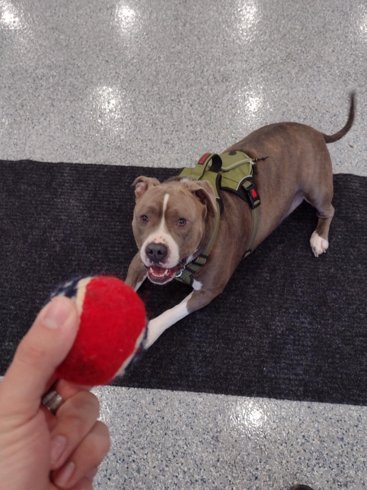 Paws & Beyond LLC | Paw Partner