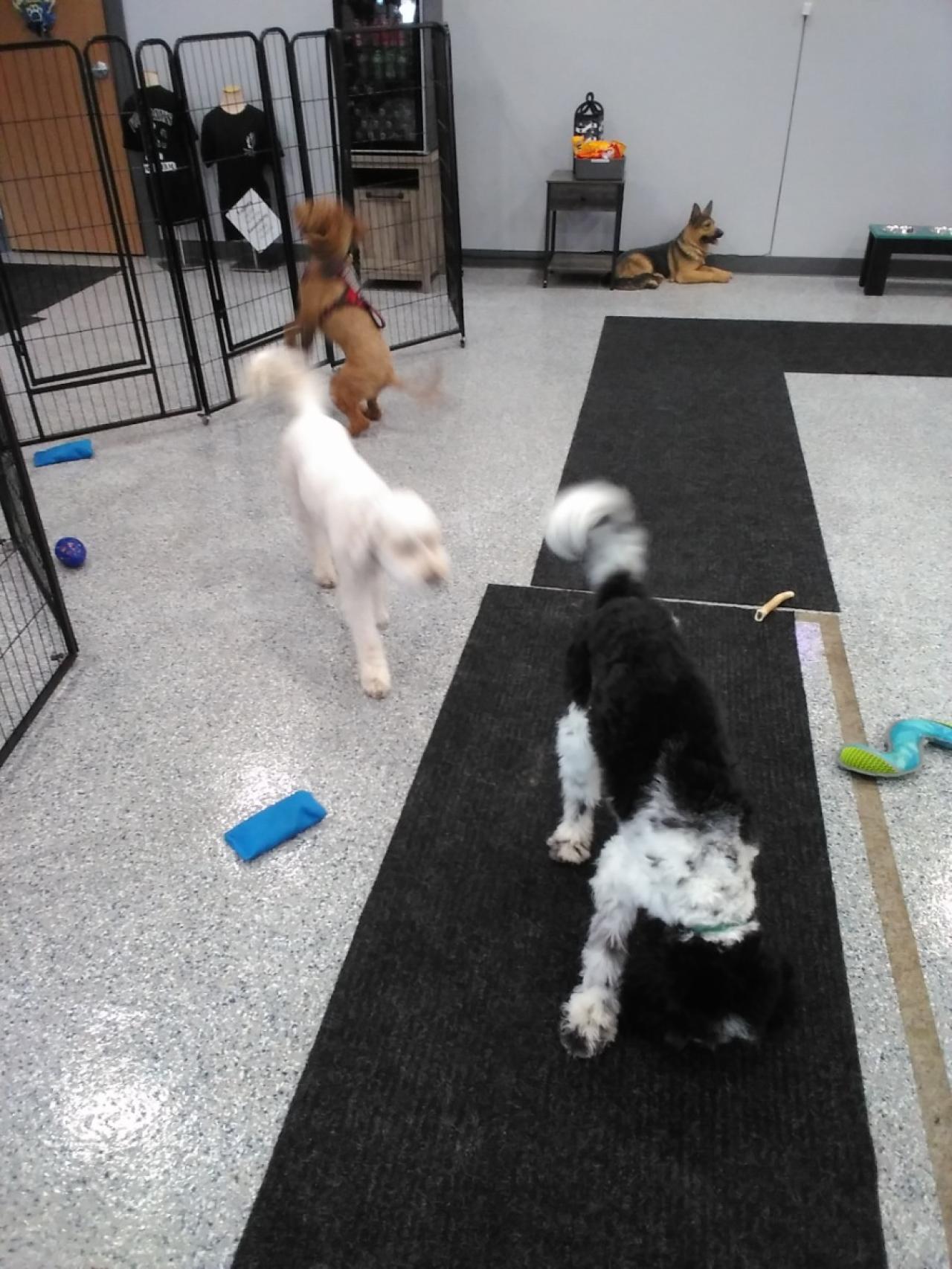 Paws & Beyond LLC | Paw Partner