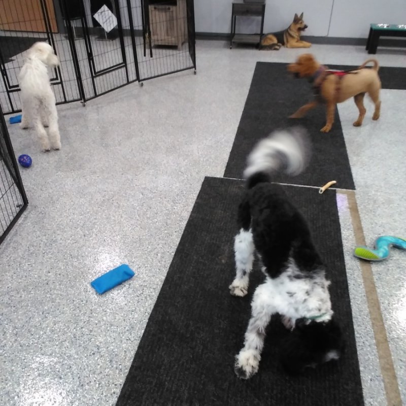 Paws & Beyond LLC | Paw Partner