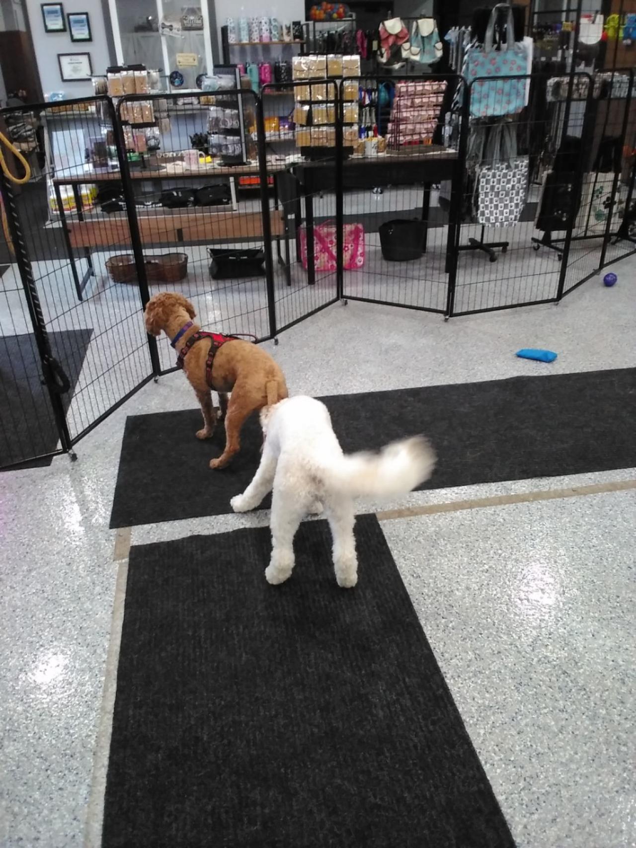 Paws & Beyond LLC | Paw Partner