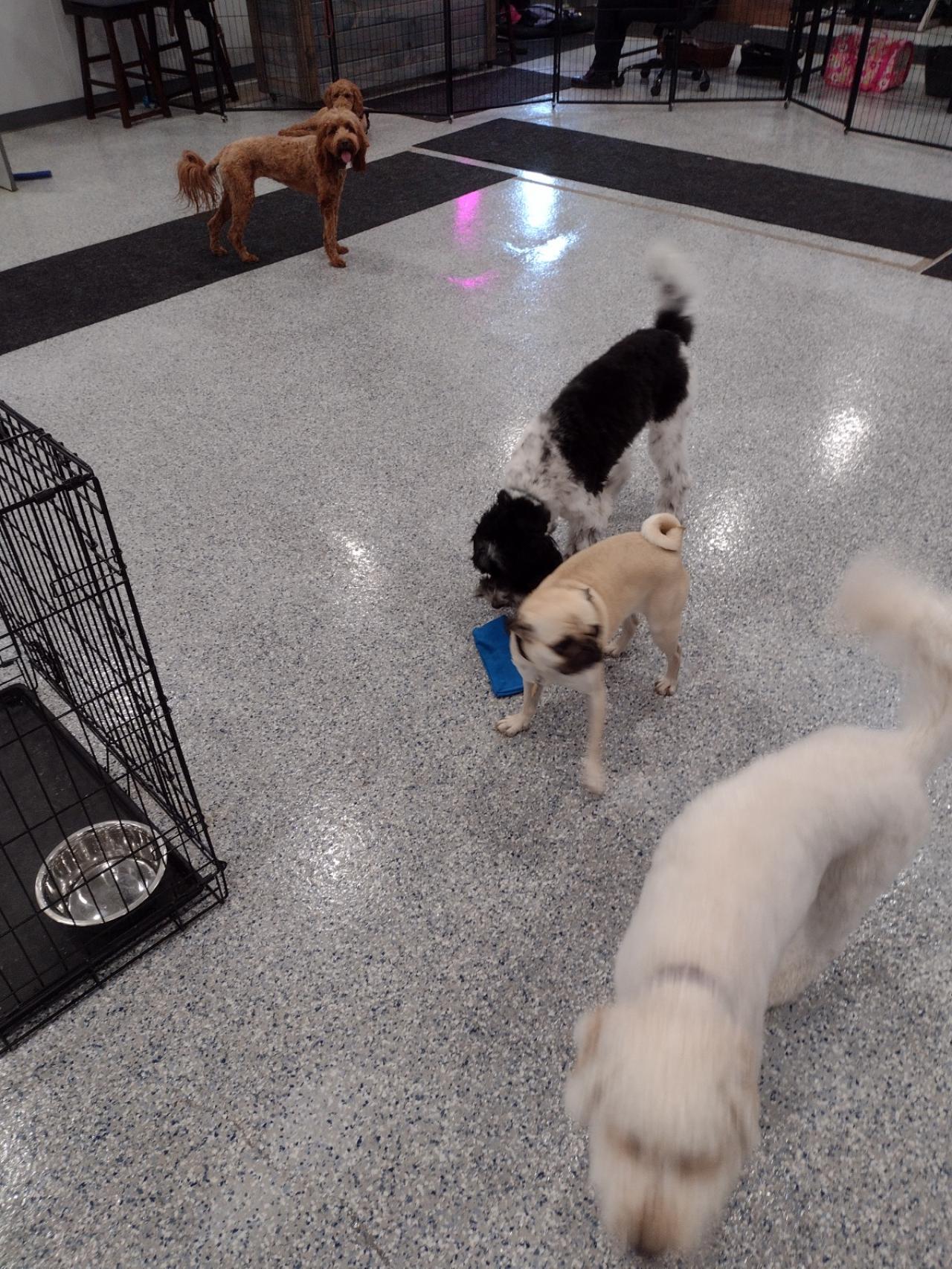 Paws & Beyond LLC | Paw Partner