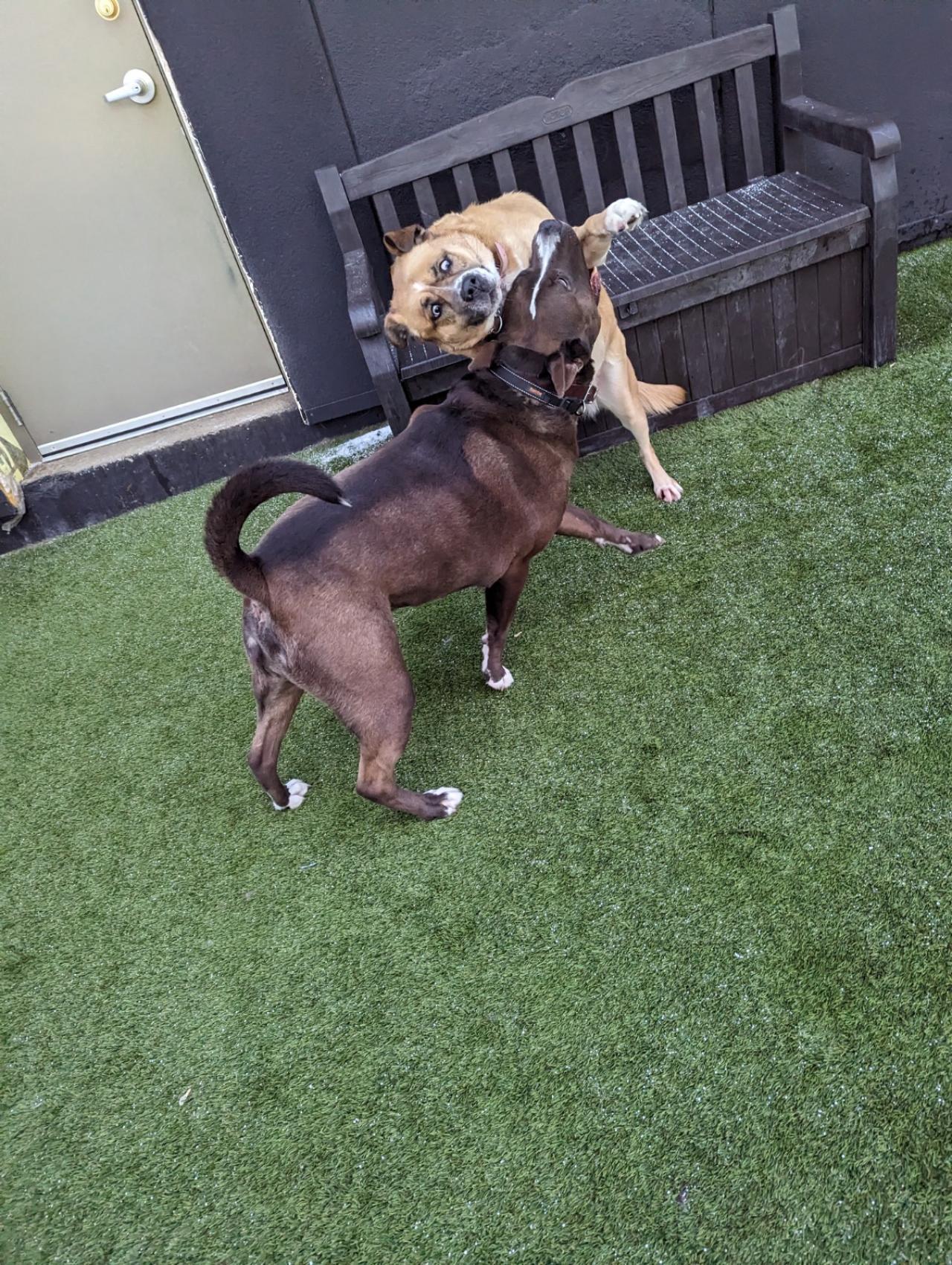 Timeline | Paw Partner