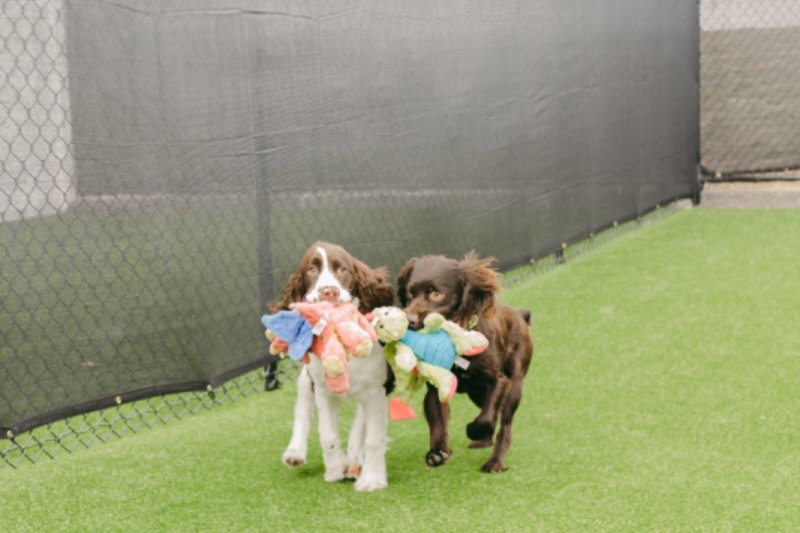 The Ritz Pawton | Paw Partner