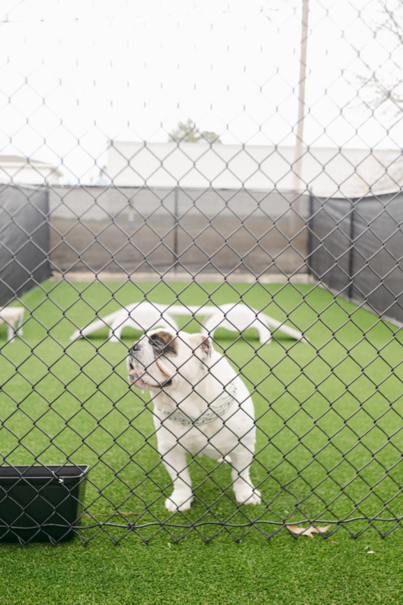 The Ritz Pawton | Paw Partner