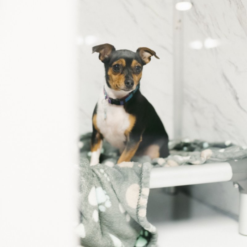 The Ritz Pawton | Paw Partner