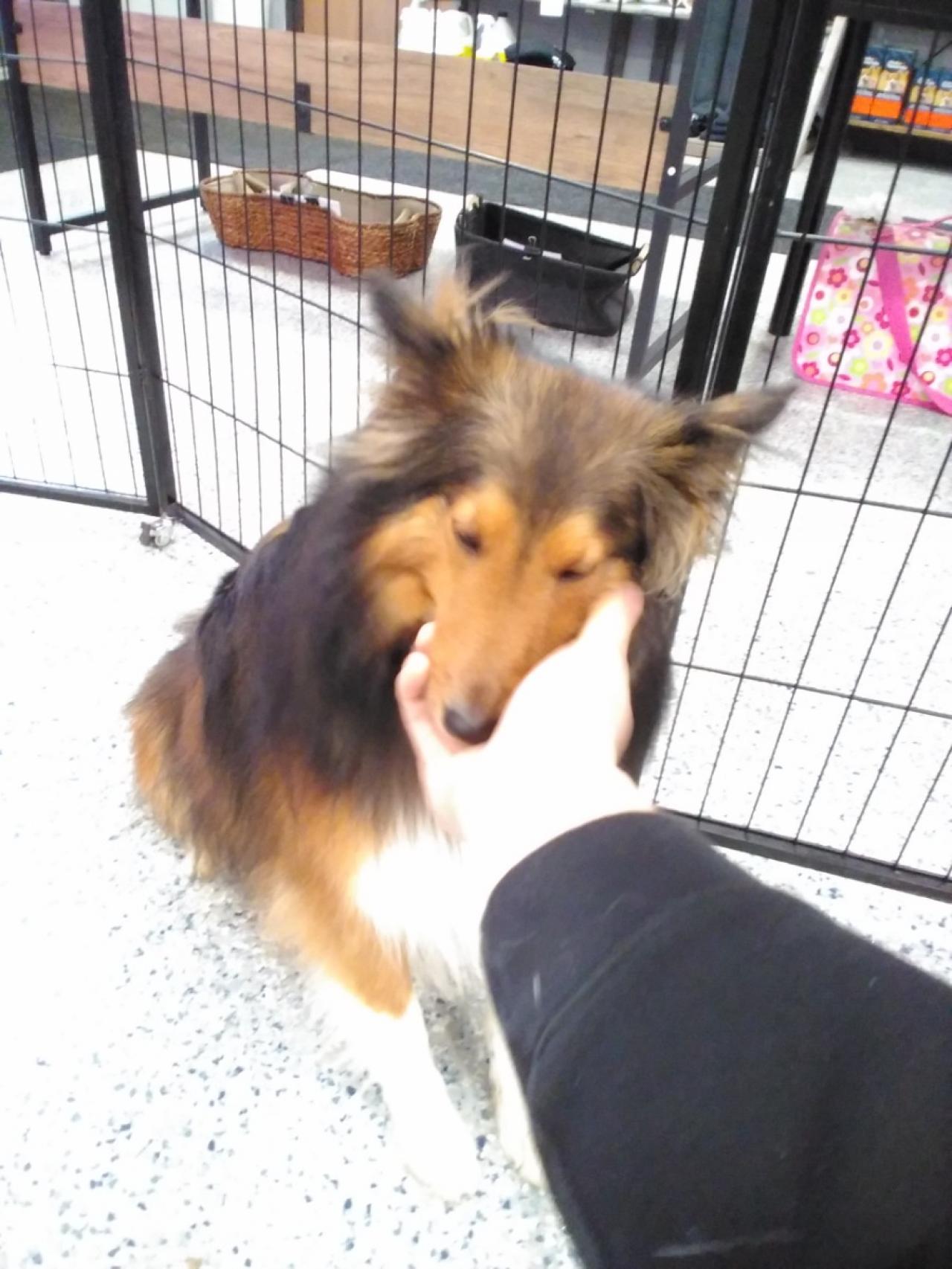 Paws & Beyond LLC | Paw Partner