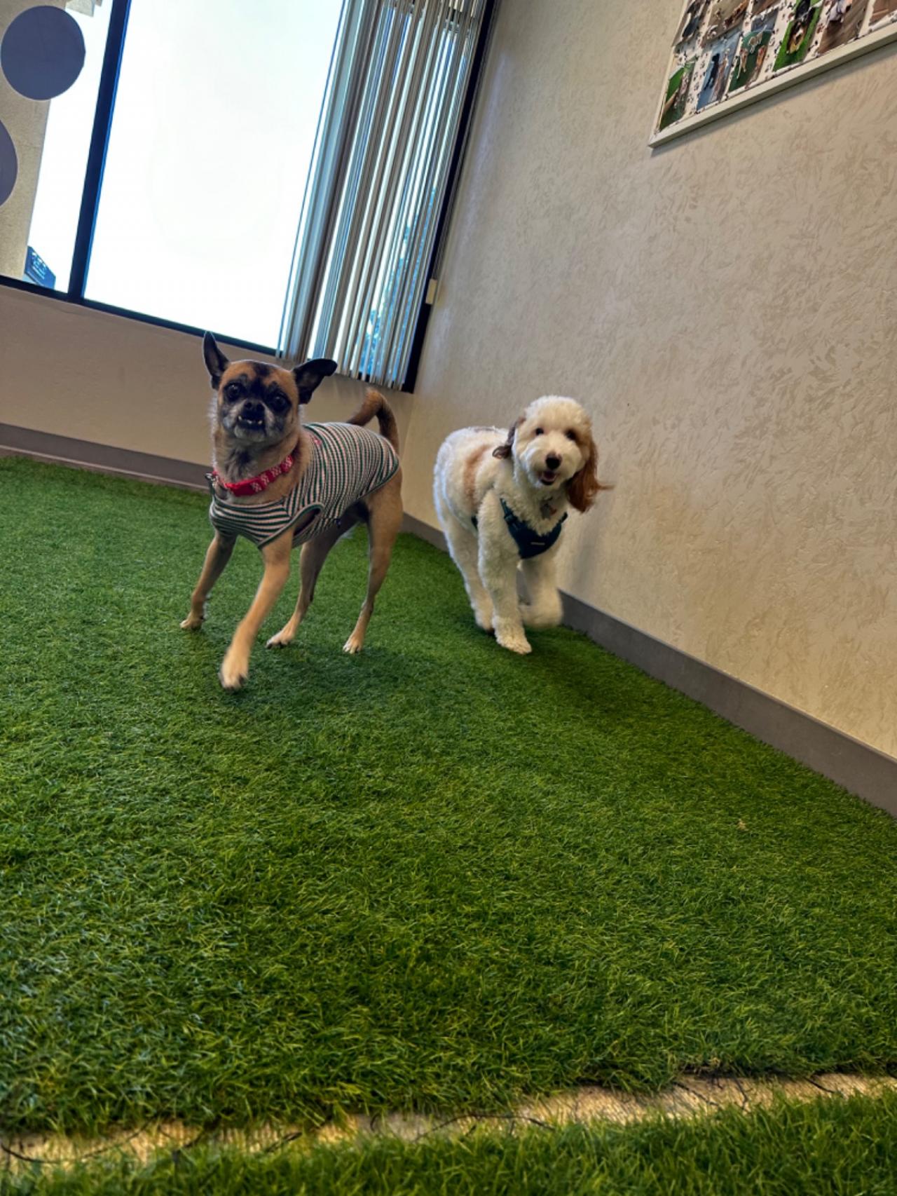 Paws And Claws Pet Resort | Paw Partner
