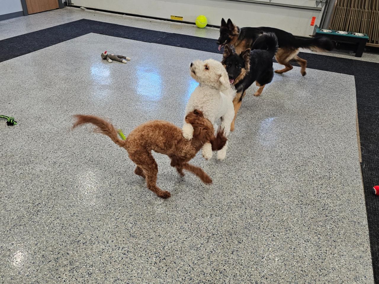 Paws & Beyond LLC | Paw Partner