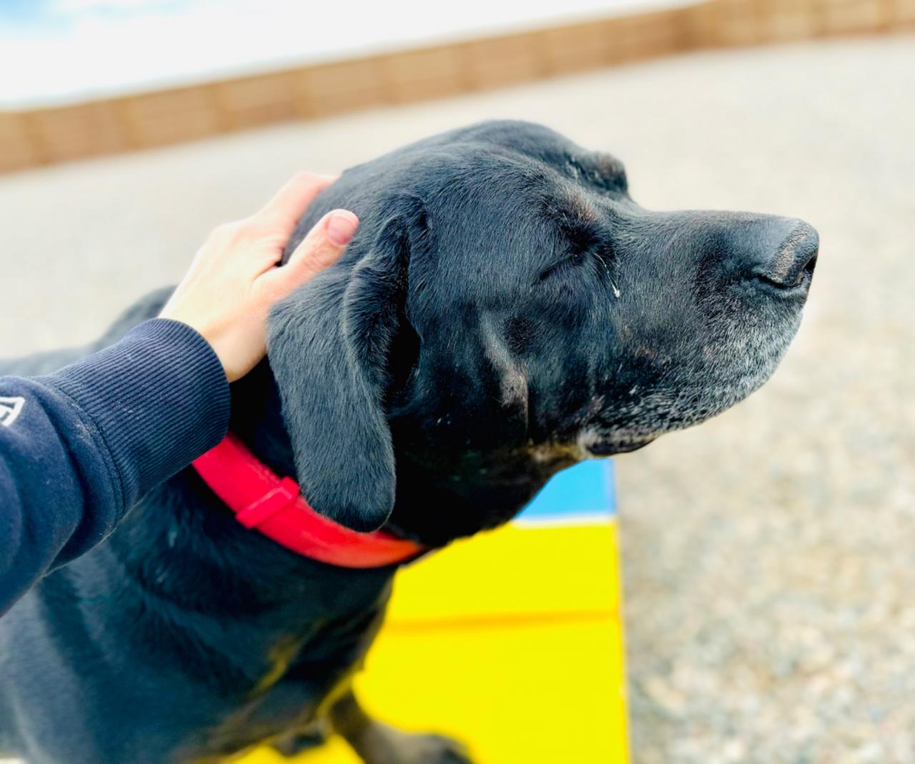 Iron Will Dog Lodge | Paw Partner