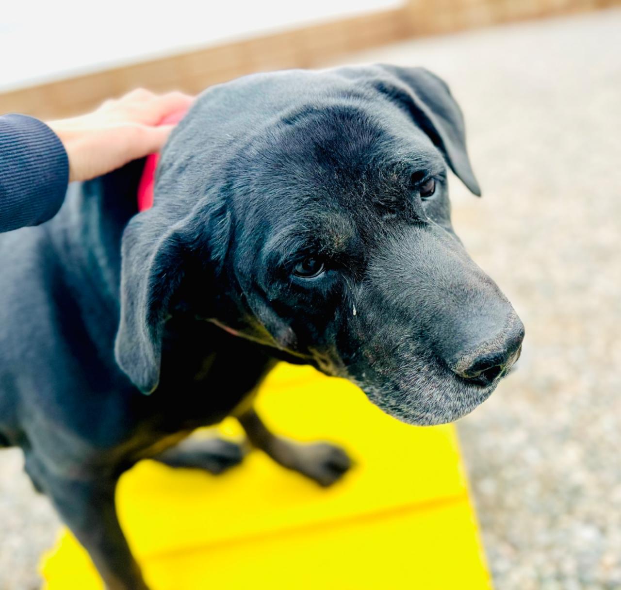 Iron Will Dog Lodge | Paw Partner