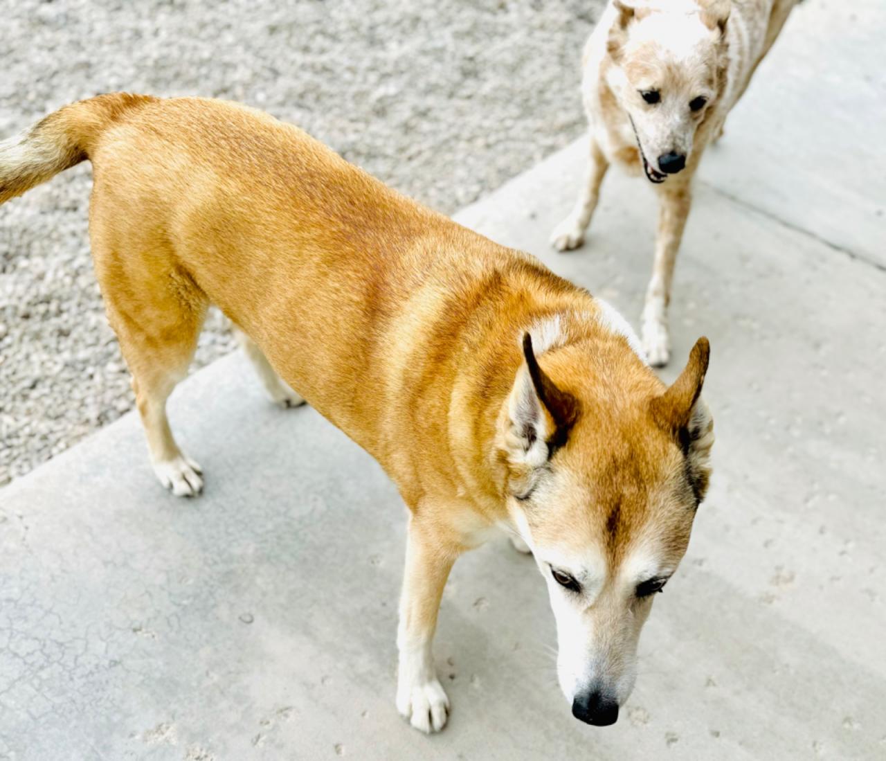 Iron Will Dog Lodge | Paw Partner