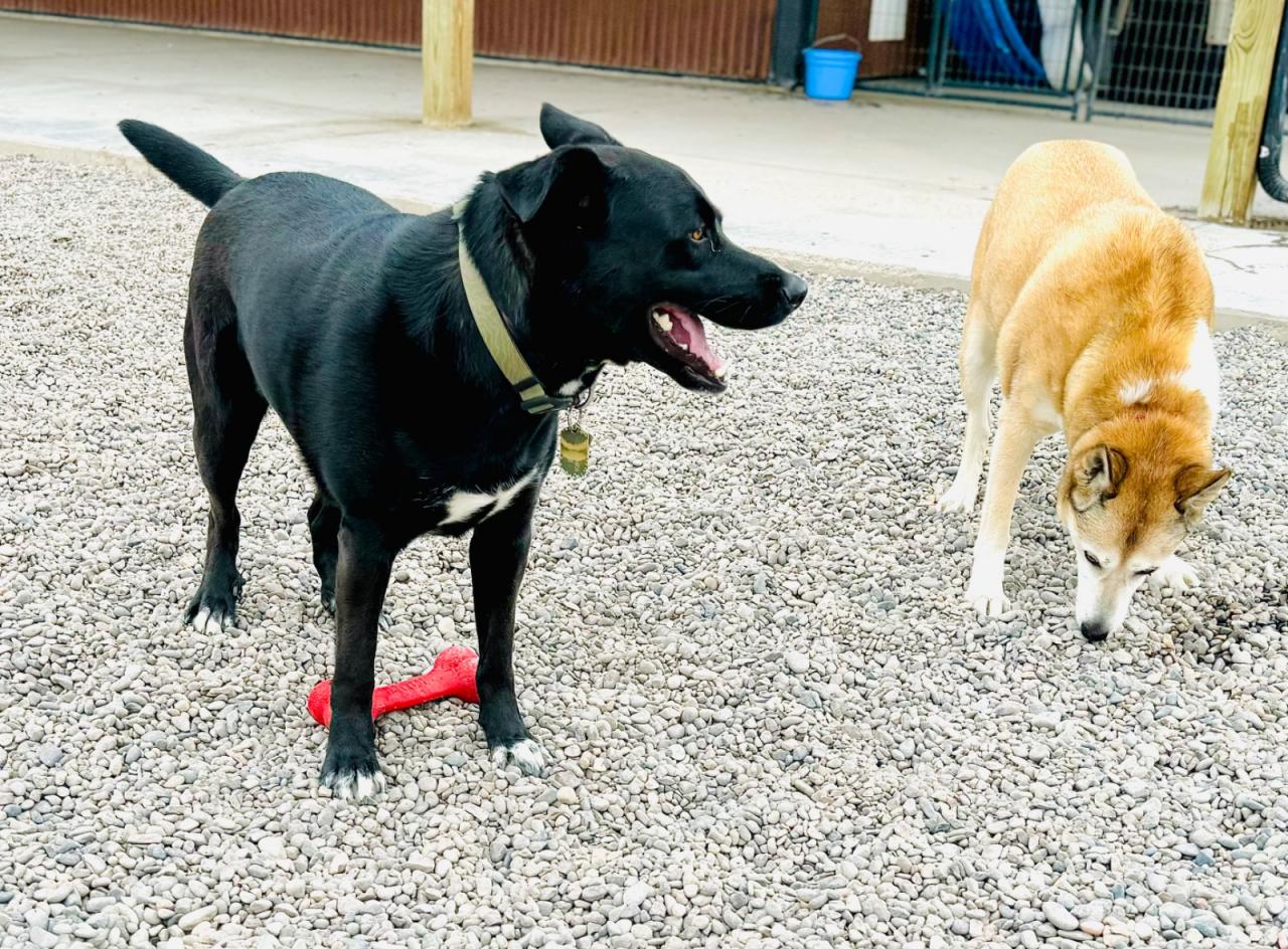 Iron Will Dog Lodge | Paw Partner