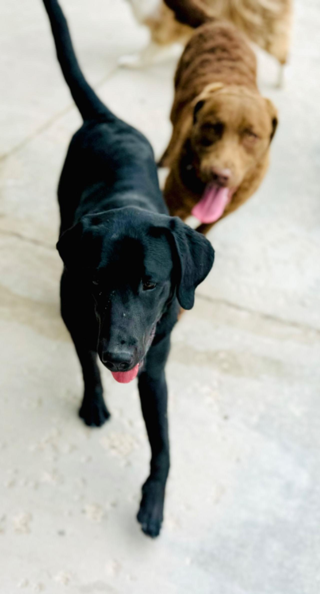 Iron Will Dog Lodge | Paw Partner